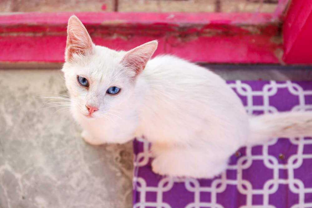 Türkisch Van - katzenwelt.net